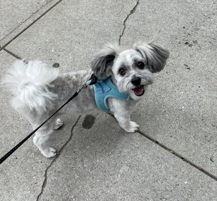 POSH POOCH - Updated June 2025 - 122 Photos & 97 Reviews - 30-82 51st ...