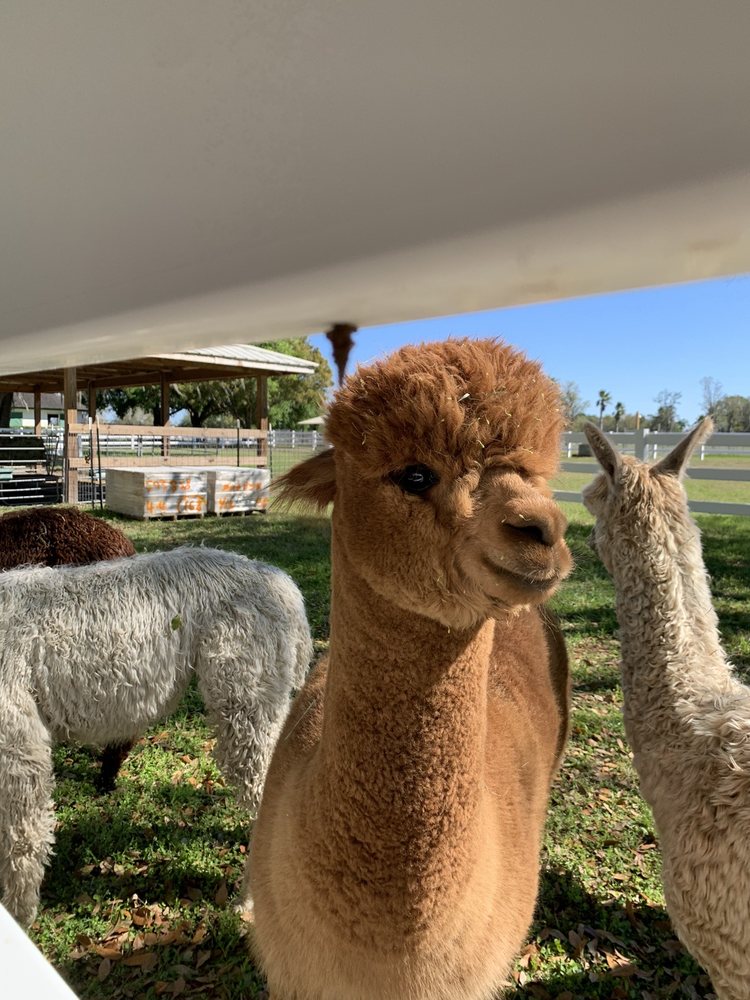 GOLDEN SPIRIT ALPACA RANCH - 43 Photos & 12 Reviews - 10937 Tarpon ...