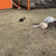 RED RIVER ZOO - 171 Photos & 33 Reviews - 4255 23rd Ave S, Fargo, ND - Yelp