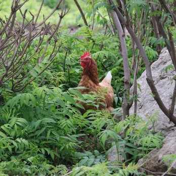 RUSTIC ROAD FARM - Updated December 2025 - 70 Photos & 22 Reviews ...