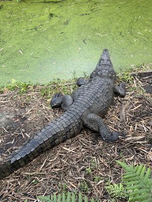 CROC ENCOUNTERS - Updated August 2025 - 297 Photos & 151 Reviews - 8703 ...