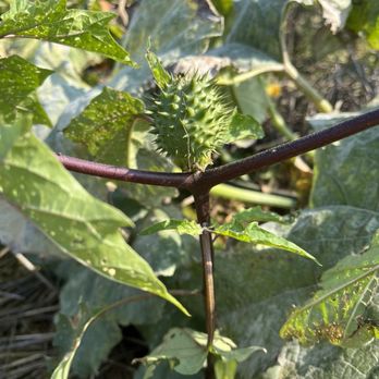 JUMBO’S PUMPKIN PATCH - Updated December 2025 - 60 Photos & 32 Reviews ...