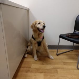 HIGH RIDGE ANIMAL HOSPITAL - 2612 Gravois Rd, High Ridge, Missouri ...