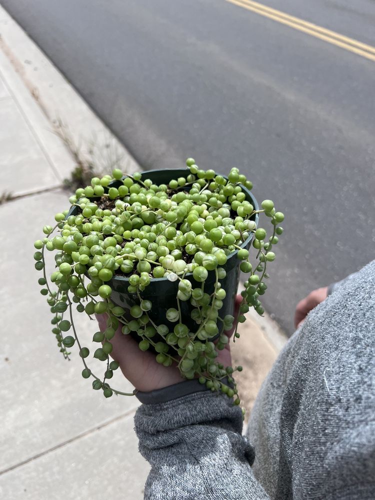 SANTOS GARDEN - Updated December 2025 - 907 E Mission Rd, Fallbrook ...