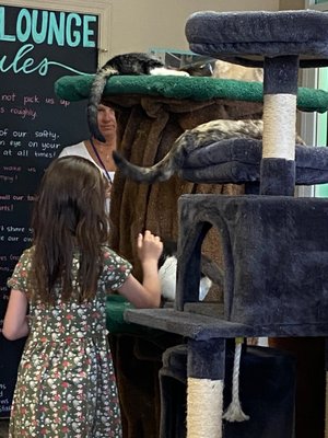 MOCHAS AND MEOWS - 81 Photos & 44 Reviews - 3265 Falls Pkwy, Branson ...