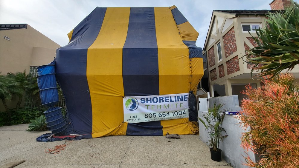 SHORELINE TERMITE - Updated May 2024 - 6067 Olivas Park, Ventura ...