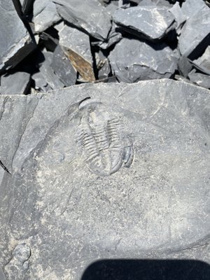 U-DIG FOSSILS - Updated June 2024 - 42 Photos & 22 Reviews - Death ...