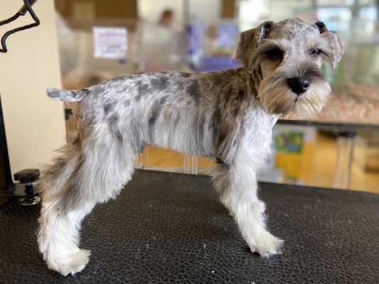 PERFECT PETS - Updated January 2026 - 68 Photos & 103 Reviews - 6840 S ...