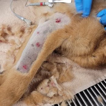 VETERINARY EMERGENCY GROUP - Updated February 2026 - 31 Photos & 15 ...