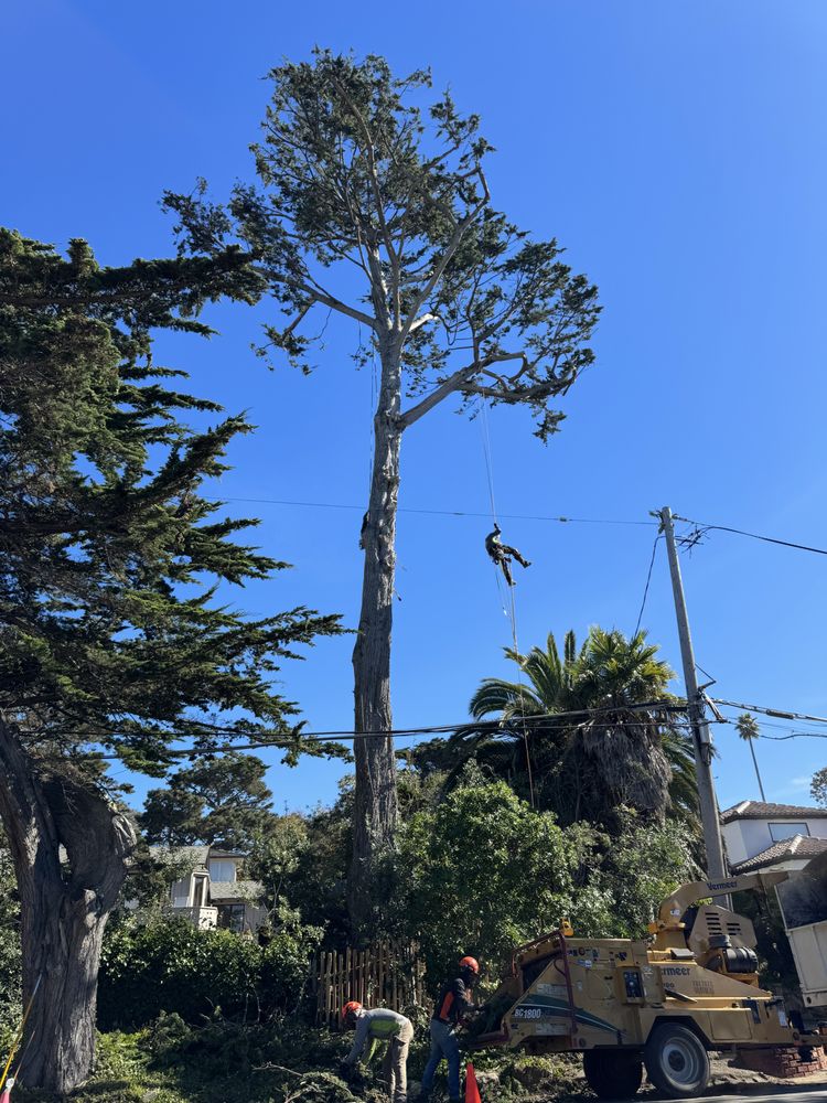 THE TREE BROTHERS - Updated October 2025 - 194 Photos & 121 Reviews ...