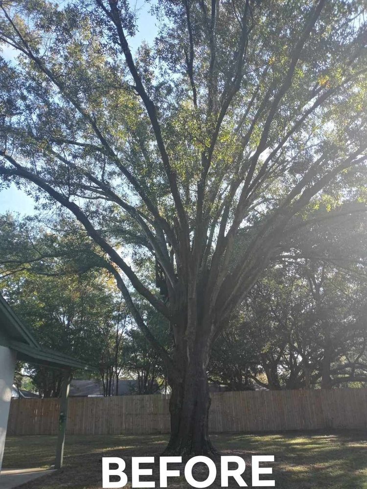 ABEL’S TREE SERVICE - Updated January 2026 - Request a Quote - Ruskin ...