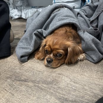 VIP ANIMAL HOSPITAL - Updated January 2025 - 151 Photos & 244 Reviews ...