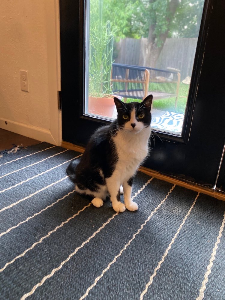 AUSTIN HUMANE SOCIETY - Updated August 2025 - 125 Photos & 119 Reviews ...