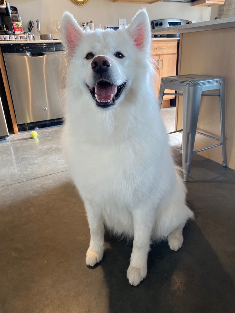 BUBBLY PAWS - Updated August 2024 - 24 Reviews - 4737 Chicago Ave ...