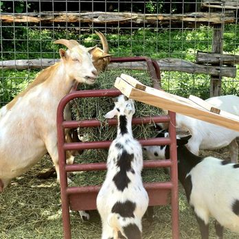 SCREAMING GOAT YARD & TAP - Updated December 2025 - 439 Photos & 294 ...