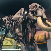 MEMPHIS MUSEUM OF SCIENCE AND HISTORY - 278 Photos & 84 Reviews ...