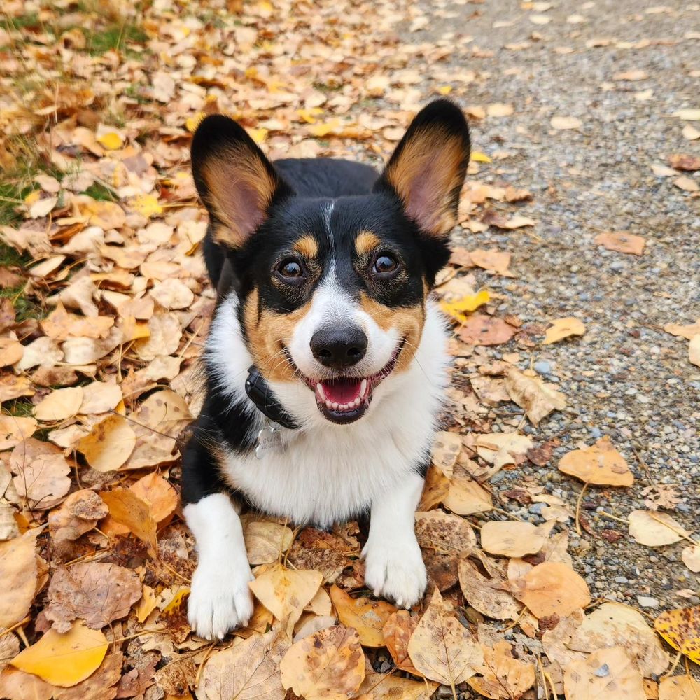 COULTER K9 - Updated December 2025 - 11 Photos - Calgary, Alberta - Pet ...