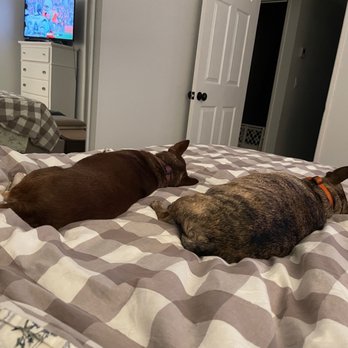 LOVING PET HOTEL & SITTER - Updated July 2025 - 184 Photos & 173 ...