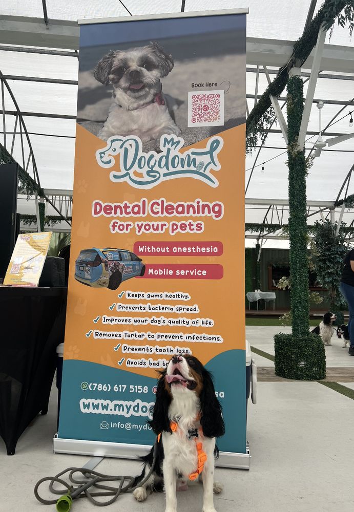 DOGDOM - Updated January 2026 - 42 Photos - Miami, Florida - Pet ...