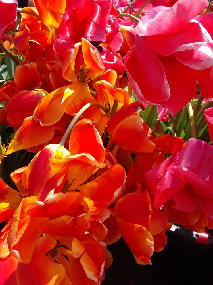 SHERK GARDENING - Updated April 2026 - Mississauga, Ontario - Gardeners ...