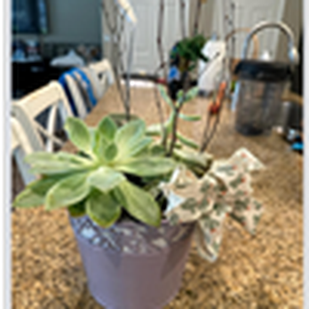 RUTH’S ROSES - Updated July 2024 - 328 Photos & 467 Reviews - 100 SE ...