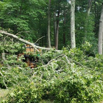 CJ TREE SERVICE - Updated December 2025 - 22 Photos & 24 Reviews - 100 ...