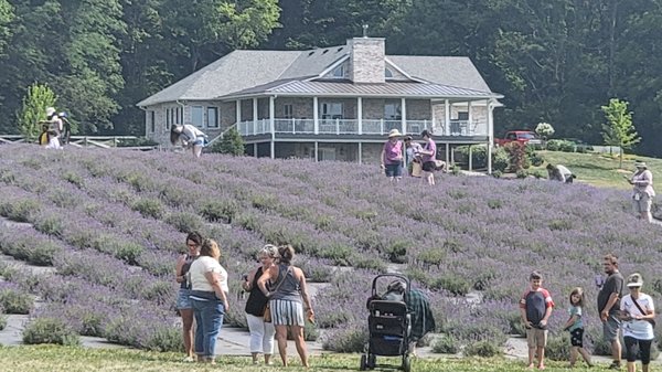 SUNSET RIDGE LAVENDER FARM - Updated December 2025 - 17 Photos - 6360 ...