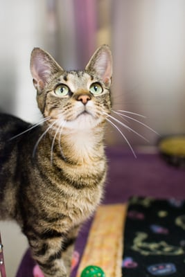 CENTRE COUNTY PAWS - Updated November 2025 - 12 Photos & 17 Reviews ...