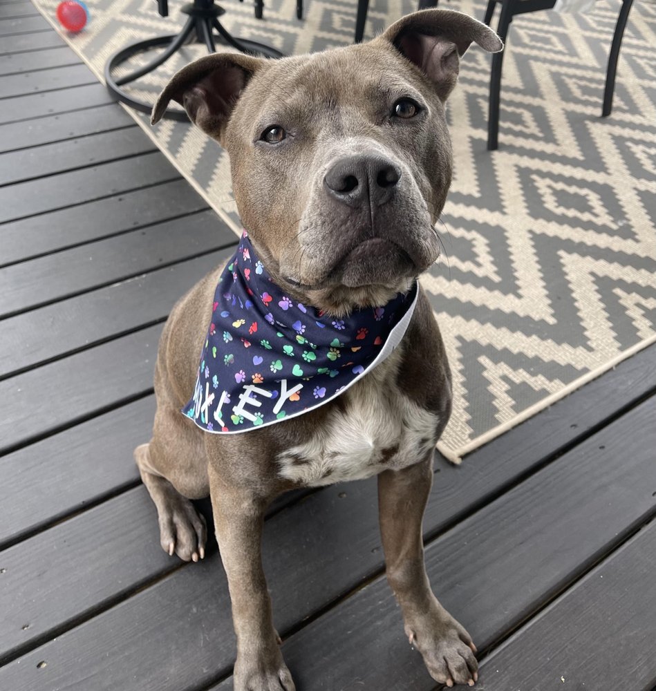 THE K9 COMMANDER - Updated February 2025 - 46 Photos - Youngsville ...