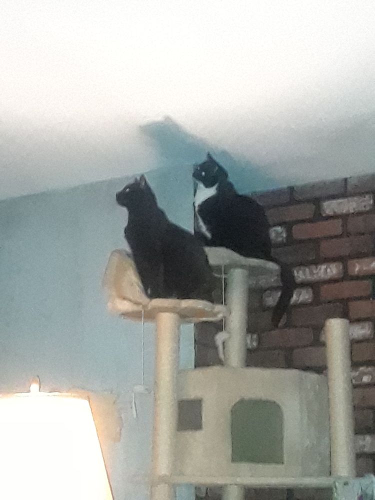 ABBOTT ANIMAL HOSPITAL - Updated December 2025 - 17 Photos & 18 Reviews ...