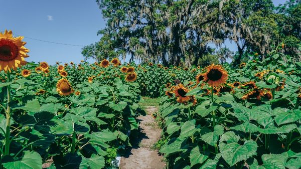 SWEETFIELDS FARM - 199 Photos & 62 Reviews - 17250 Benes Roush Rd ...