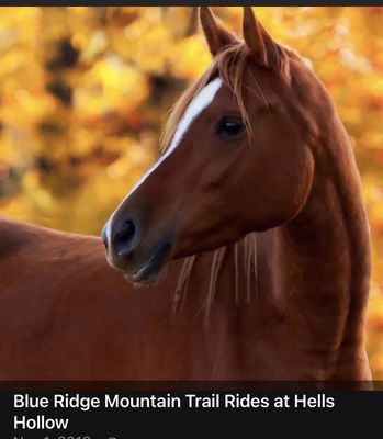BLUE RIDGE MOUNTAIN TRAIL RIDES - 159 Photos & 24 Reviews - 319 Hell's ...