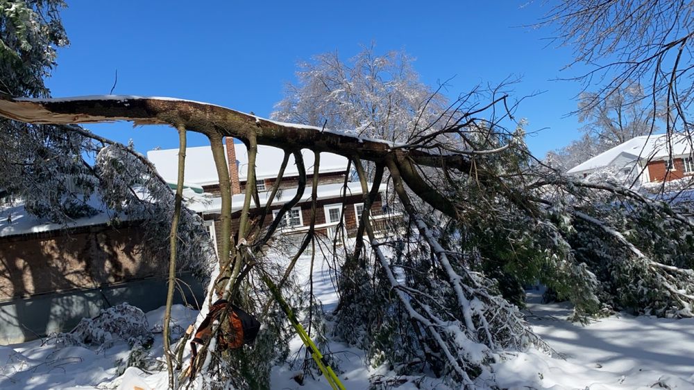 NCR TREE & LAWN - Updated April 2025 - St. Regis Falls, New York - Tree ...