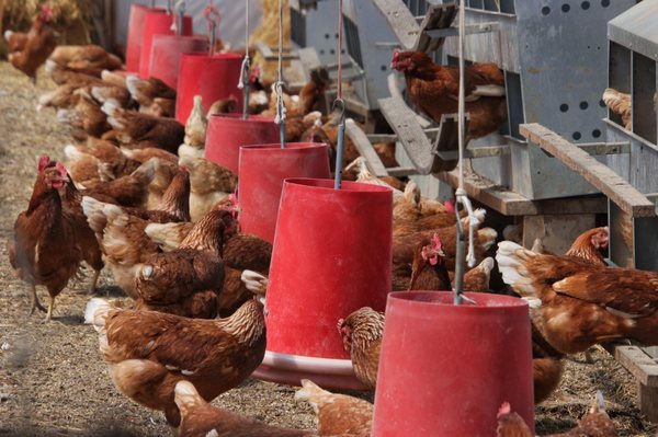 RUSTIC ROAD FARM - 69 Photos & 14 Reviews - Farmers Market - 1N292 ...