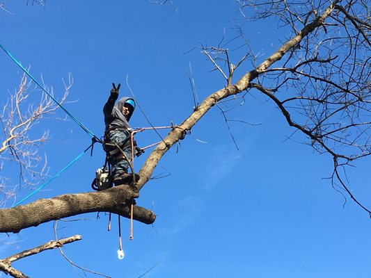 TREEO TREE SERVICE - INDIANAPOLIS - Updated December 2025 - 13 Photos ...