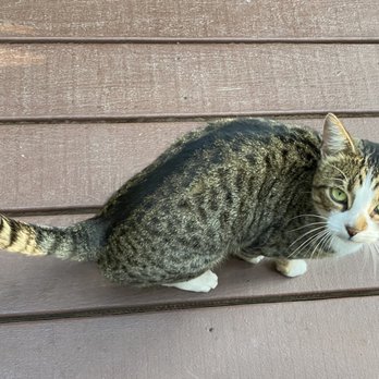 THE CHIMNEY TREE GRILL - Updated December 2025 - 112 Photos & 95 ...