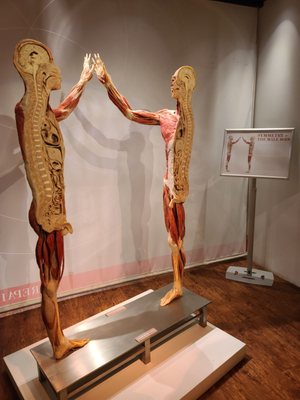 BODIES... THE EXHIBITION - Updated November 2024 - 340 Photos & 425 ...