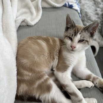 DOWNEY ANIMAL CARE CENTER - 268 Photos & 268 Reviews - 11258 Garfield ...