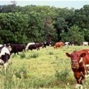 ARENA CHEESE - Updated October 2025 - 17 Photos & 15 Reviews - 300 US ...