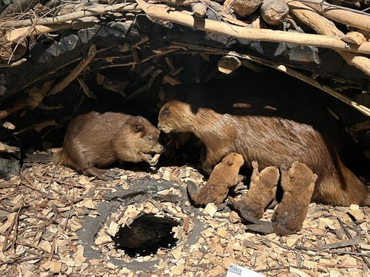 OAKES MUSEUM OF NATURAL HISTORY - Updated December 2025 - 50 Photos - 1 ...