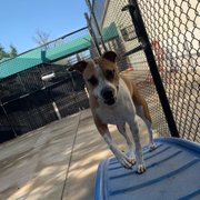 OLDE TOWNE PET RESORT - 111 Photos & 179 Reviews - 8101 Alban Rd ...