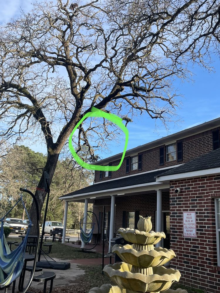 CONROE’S BEST TREE SERVICE - Updated January 2026 - 23 Photos - Conroe ...