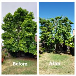 CAL TREE CARE - 65 Photos & 161 Reviews - Hayward, California - Tree ...
