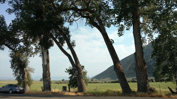 THE HANGING TREE - Updated December 2025 - Genoa, Nevada - Landmarks ...