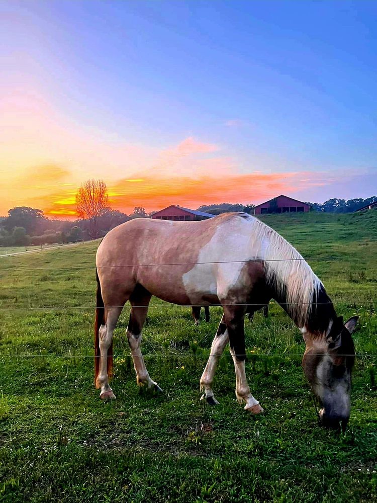 ANGUS VALLEY STABLES - Updated August 2025 - 41 Photos - 1238 Yearwood ...