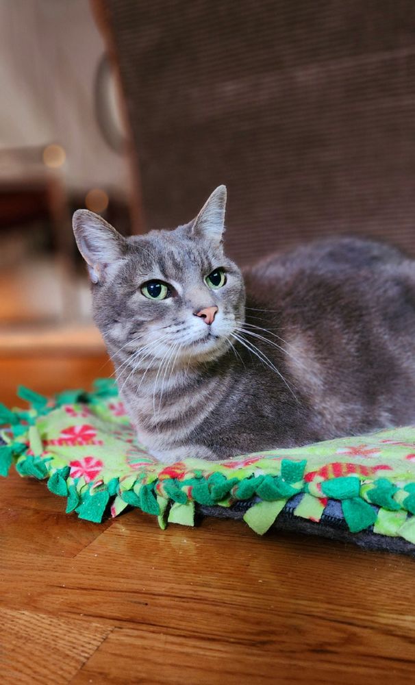 UNCLE JAY CAT SITS - Updated January 2026 - 150 Photos & 33 Verified ...