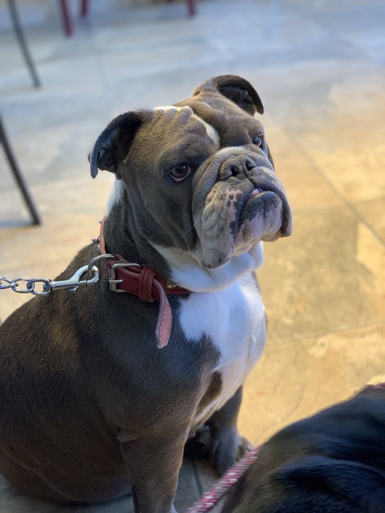 DIRK BUTCHKO PRO VET - 106 Photos & 254 Reviews - 4375 Van Buren Blvd ...