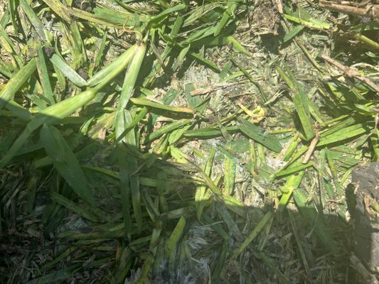 KING RANCH TURFGRASS - Updated June 2025 - 1306 Boxer Rd, Belton, Texas ...