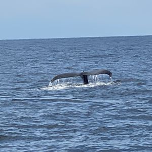 DAUNTLESS - Updated July 2025 - 47 Broadway, Point Pleasant Beach, New ...