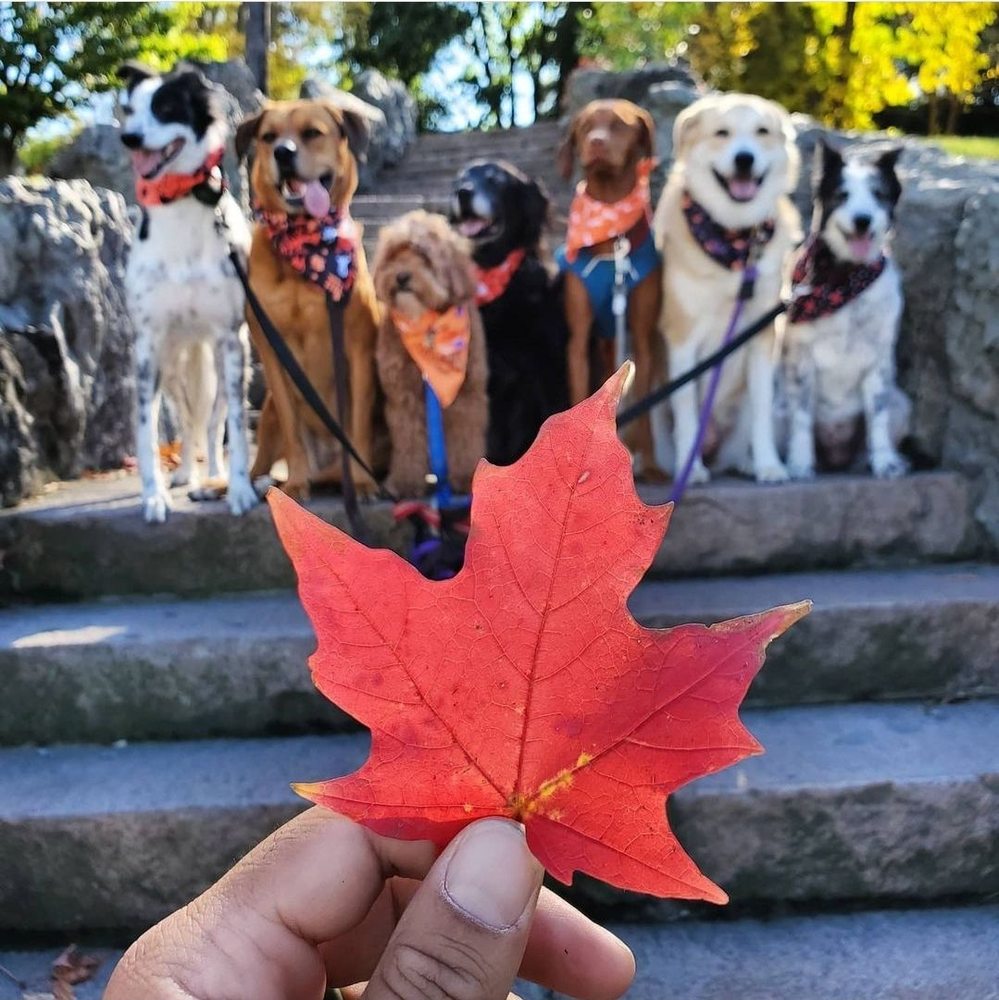 THE DOG SLOB - Updated October 2025 - 22 Photos & 11 Reviews - Boston ...